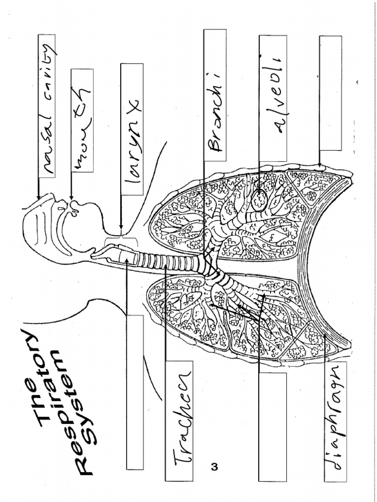 Respiratory_System-labelling asnwered | PDF