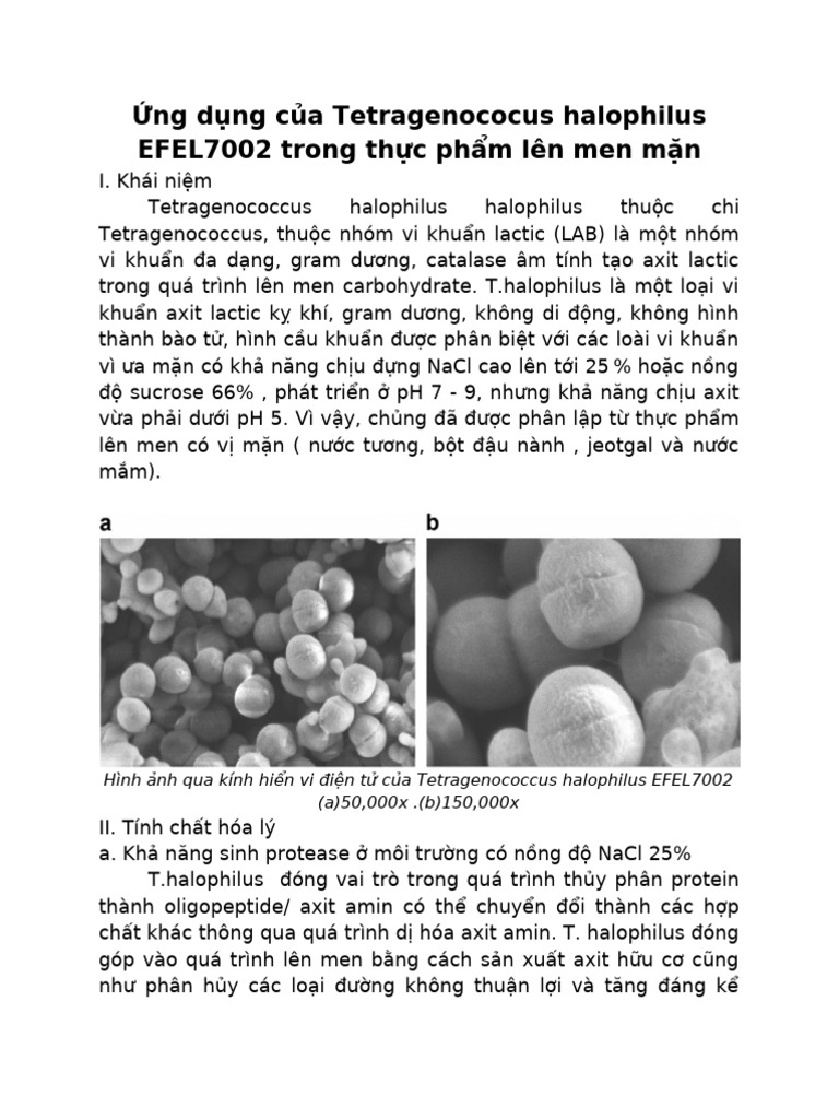 Tetragenococcus Halophilus | PDF