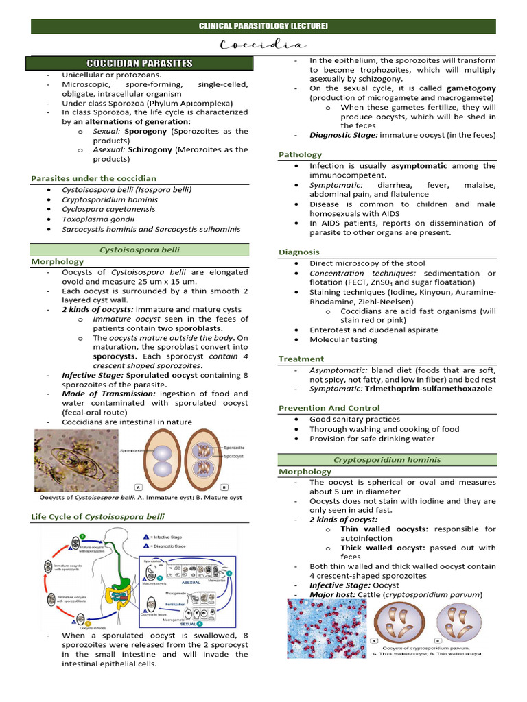 Coccidia | PDF | Medical Specialties