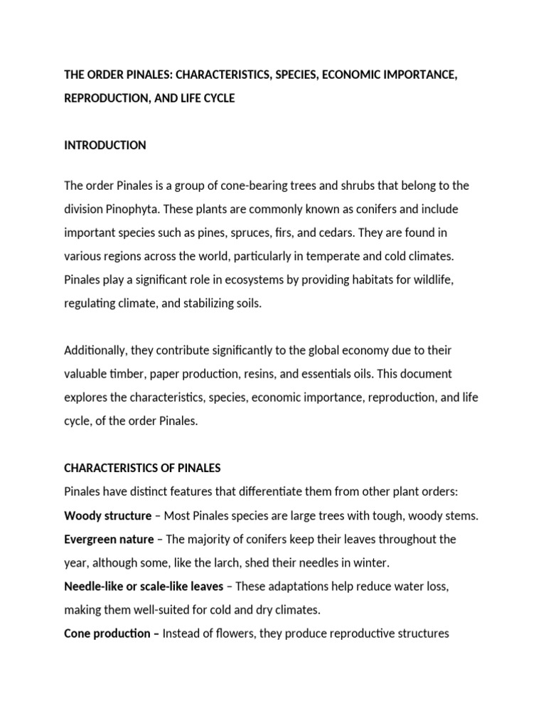 Overview of the Order Pinales | PDF | Pine | Seed