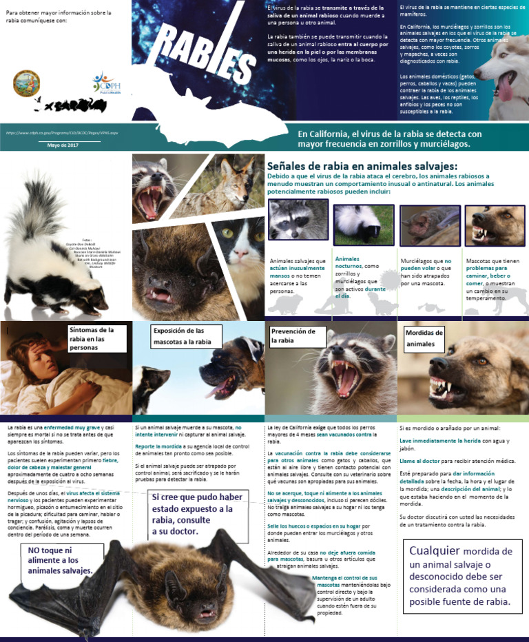 Rabies Spanish | PDF | Rabia | Enfermedades y trastornos humanos