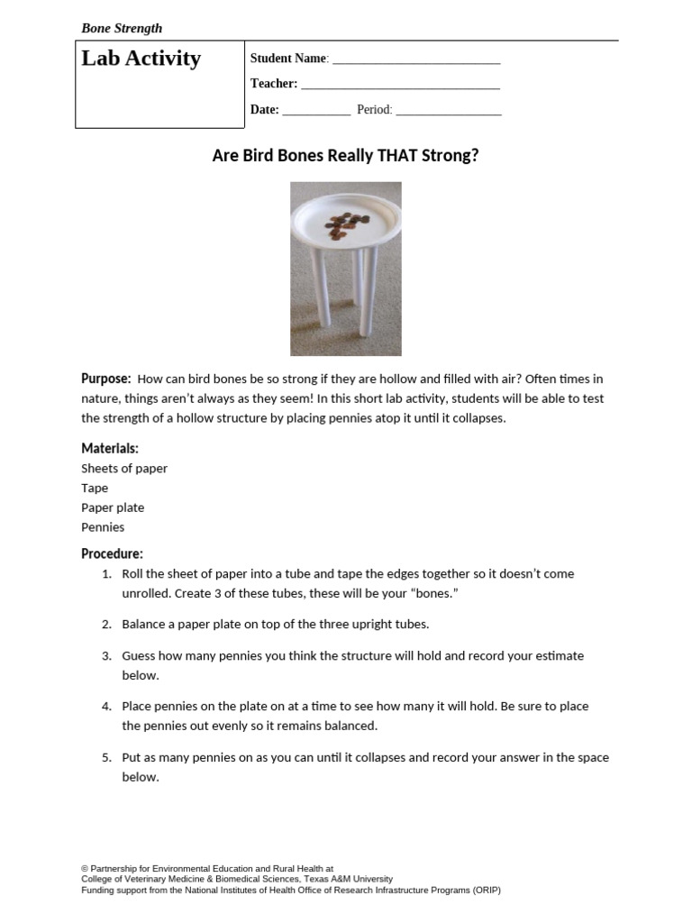 Testing Bird Bone Strength Lab Activity | PDF