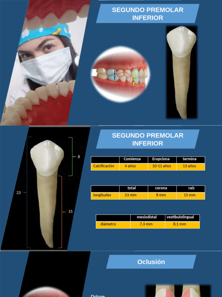 Morfología del Segundo Premolar Inferior | PDF | Anatomia dental | Diente