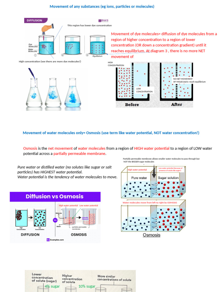 Movement of Substances Clarifications | PDF | Osmosis | Diffusion