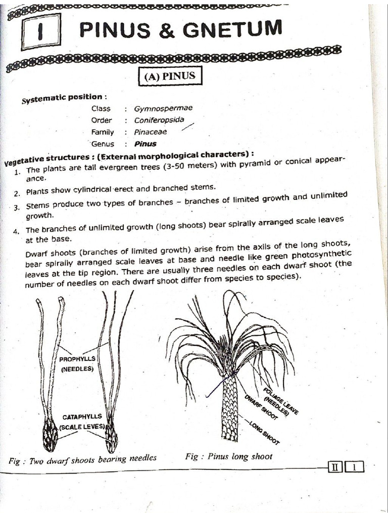 BOTANY RECORD. Semester... 2 | PDF