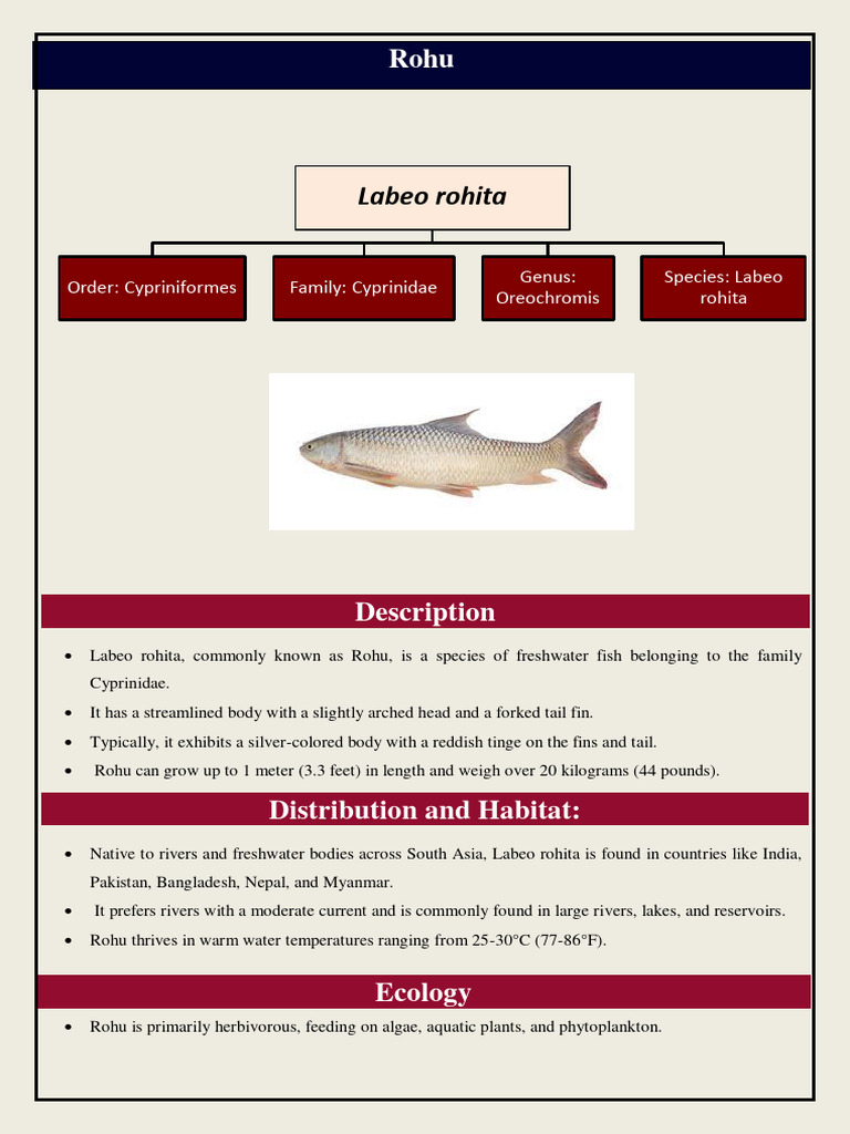 Rohu | PDF