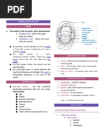Class 4 Teeth and Their Structure Worksheet | PDF | Tooth | Tooth Enamel