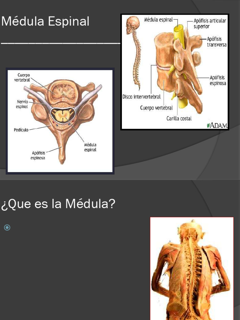 Estructura y Funciones de la Médula Espinal | PDF | Médula espinal | Nervio