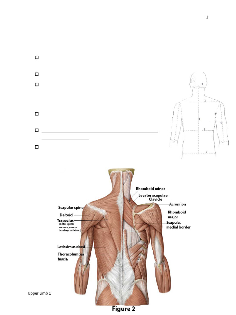 Upper Limb Dissection Guide | PDF | Human Anatomy | Limbs (Anatomy)