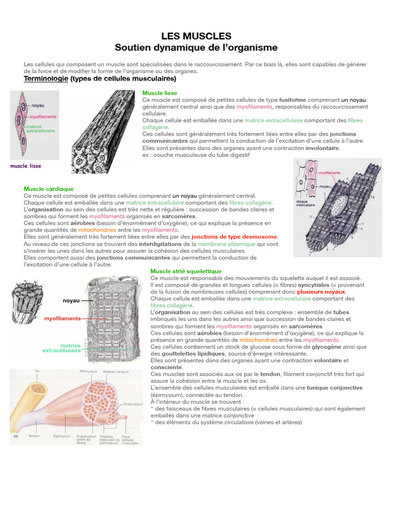 Anatomie et Fonction des Muscles | PDF | Muscle | Contraction du muscle
