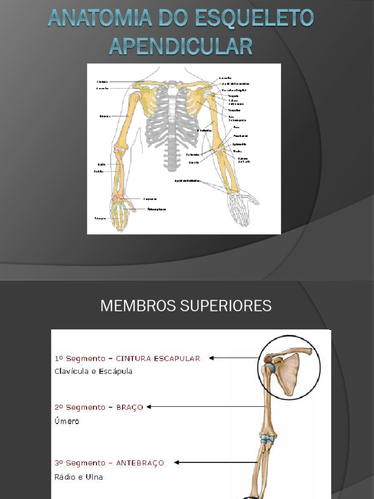 Aula 5) ANATOMIA (Esqueleto Apendicular) | PDF | Quadril | Sistema Locomotor
