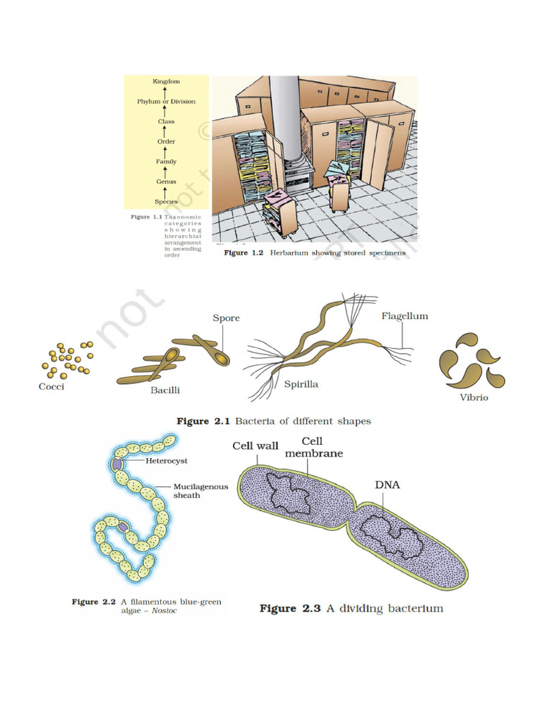 Bio NCERT Diagram | PDF