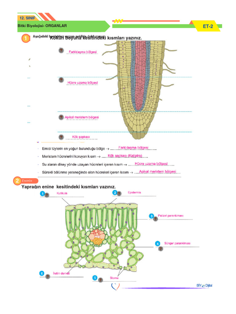 BİTKİ Organlar ET-2 CVP | PDF