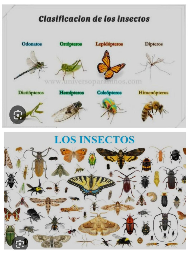 Insectos | PDF
