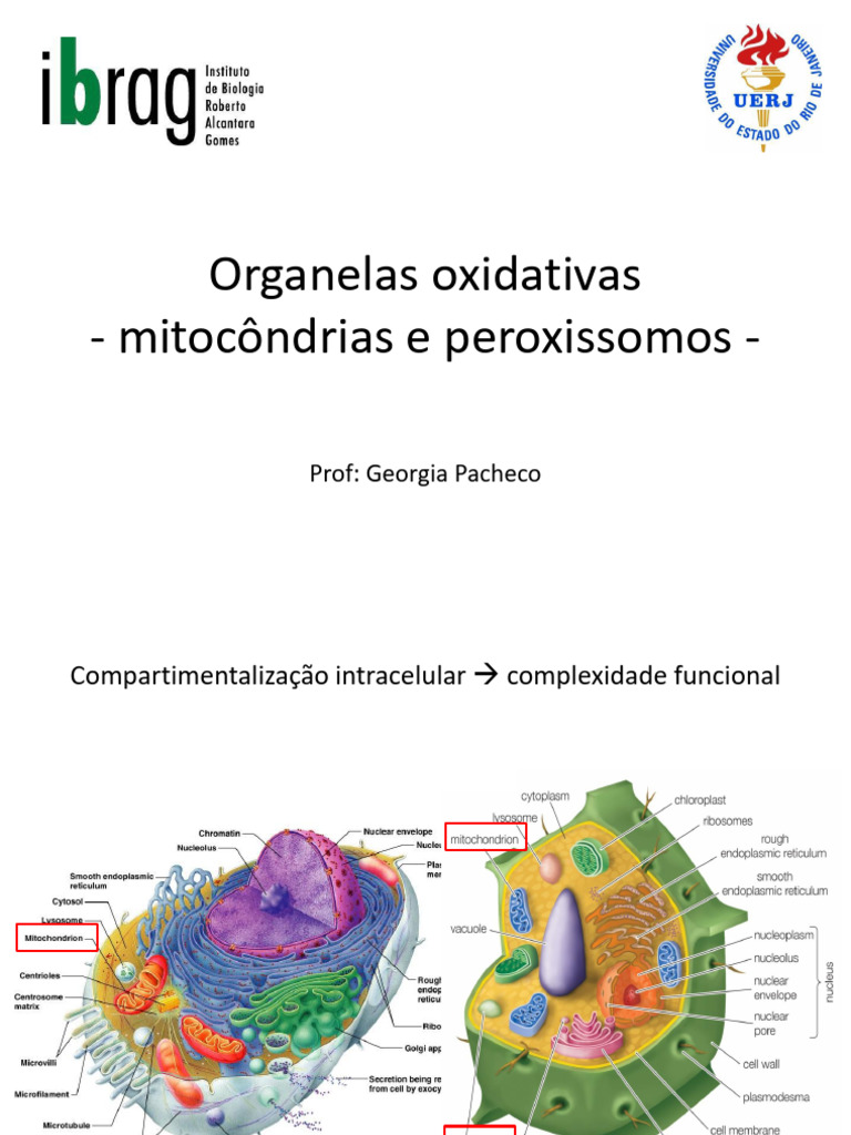 Aula Mitocôndrias e Peroxissomos 2018 | PDF | Mitocôndria | Célula ...