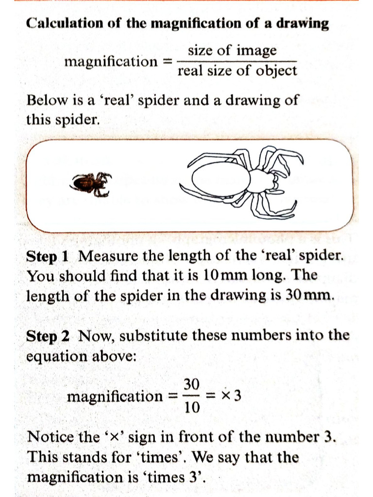 MAGNIFICATION HANDOUT | PDF