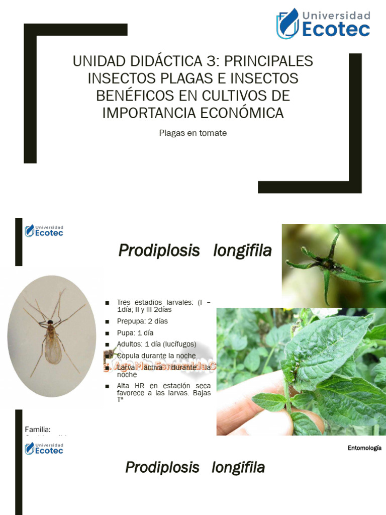 Plagas del tomate y partenogénesis arrenotoca | PDF | Insectos