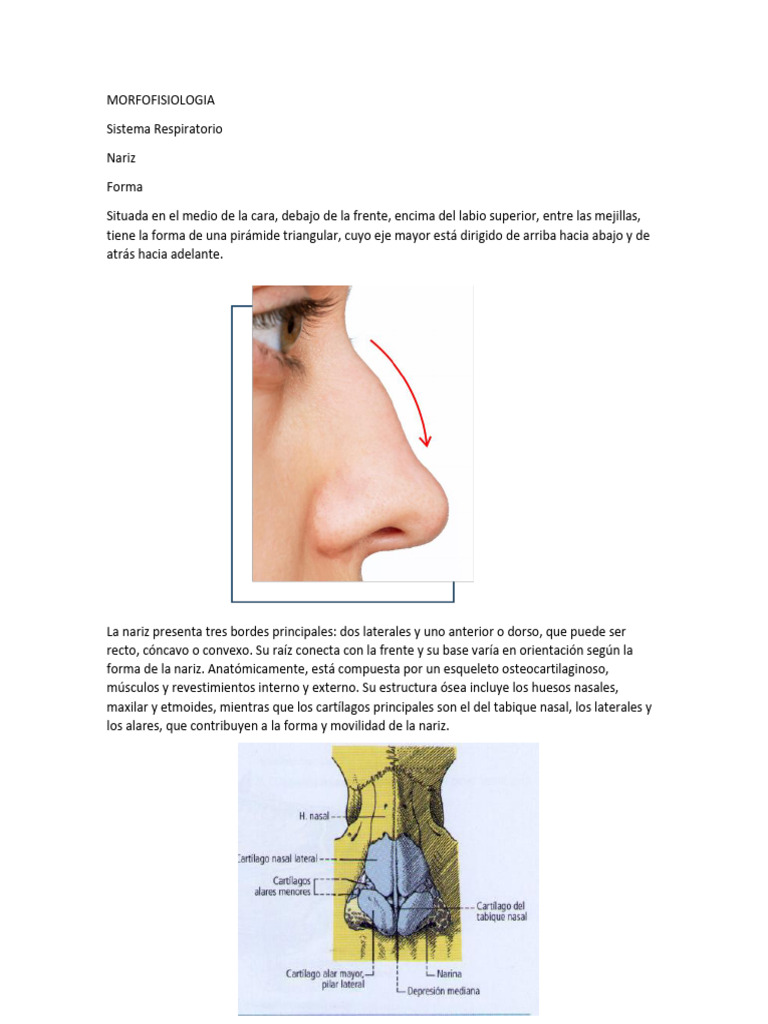 Morfofisiologia Sistema Respiratorio | PDF | Nariz humana | Laringe