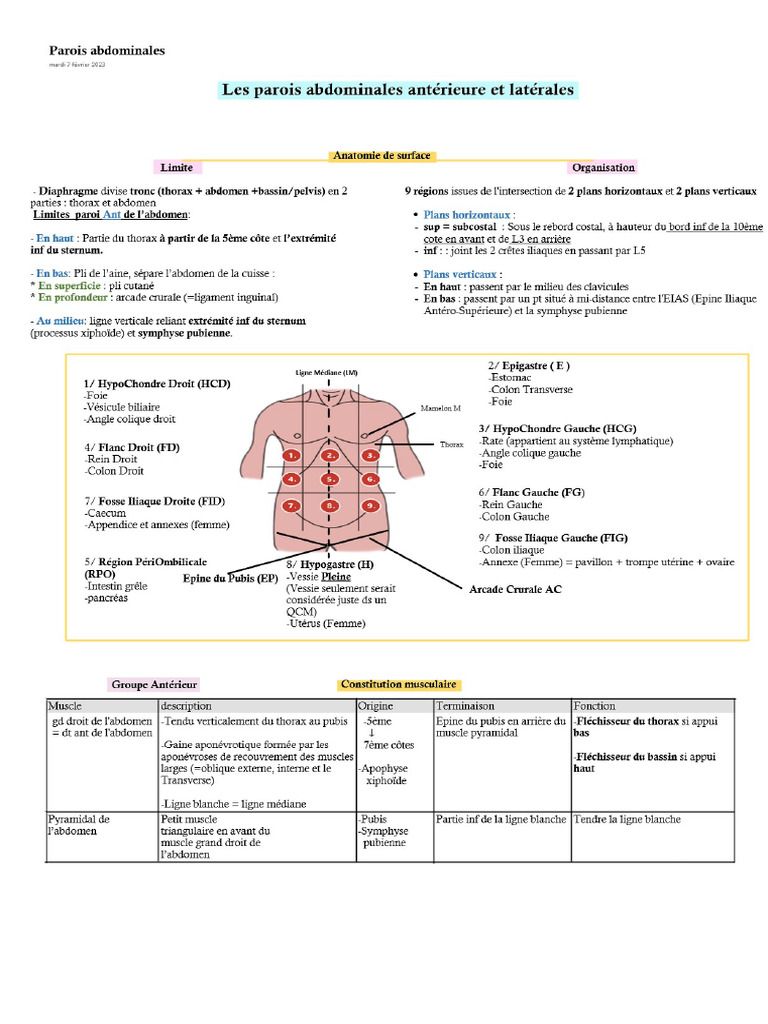 Parois Abdominales (Rayana) | PDF