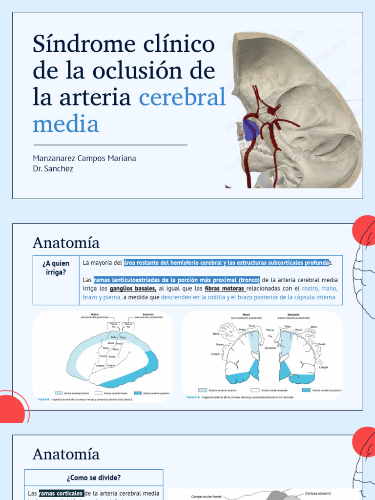 Oclusión de la Arteria Cerebral Media | PDF | Cerebro | Afasia