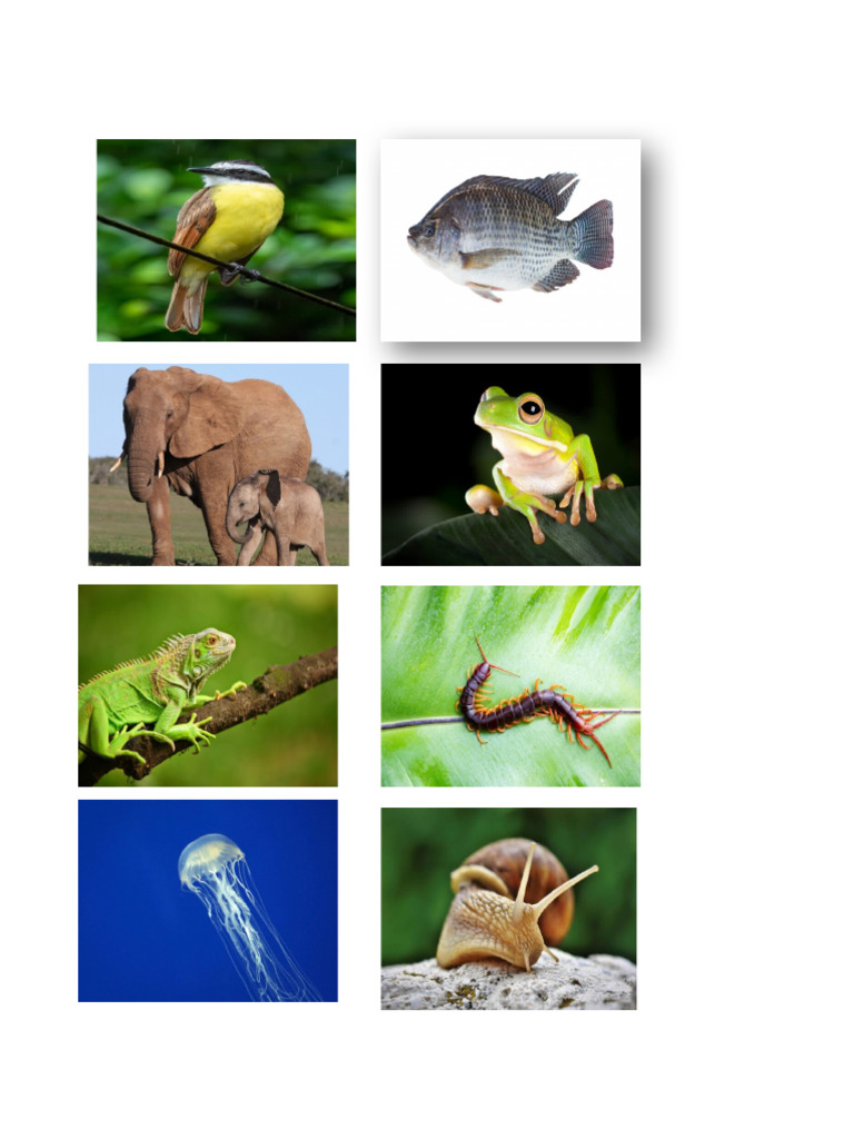 Bird Organ Dissection Guide | PDF