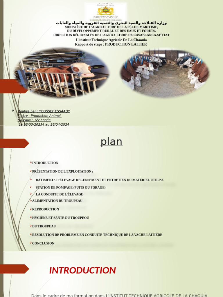 Rapport de stage en production laitière | PDF | Infection | Bovins domestiques