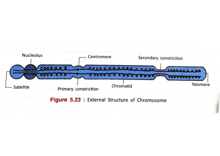 External Structure of Eukaryotic Chromosome | PDF