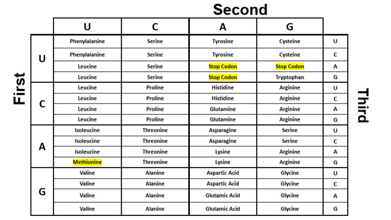 Unit 6 - AMINO ACID CHART | PDF