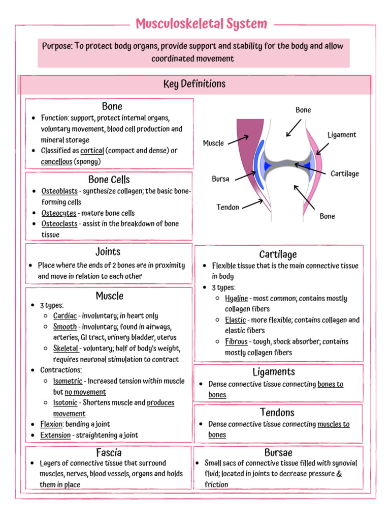 Musculoskeletal System Assessment Traumaby Scrub Studies | PDF | Knee ...