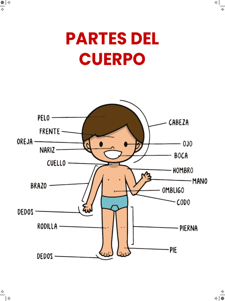 Partes del Cuerpo Humano: Guía Esencial | PDF