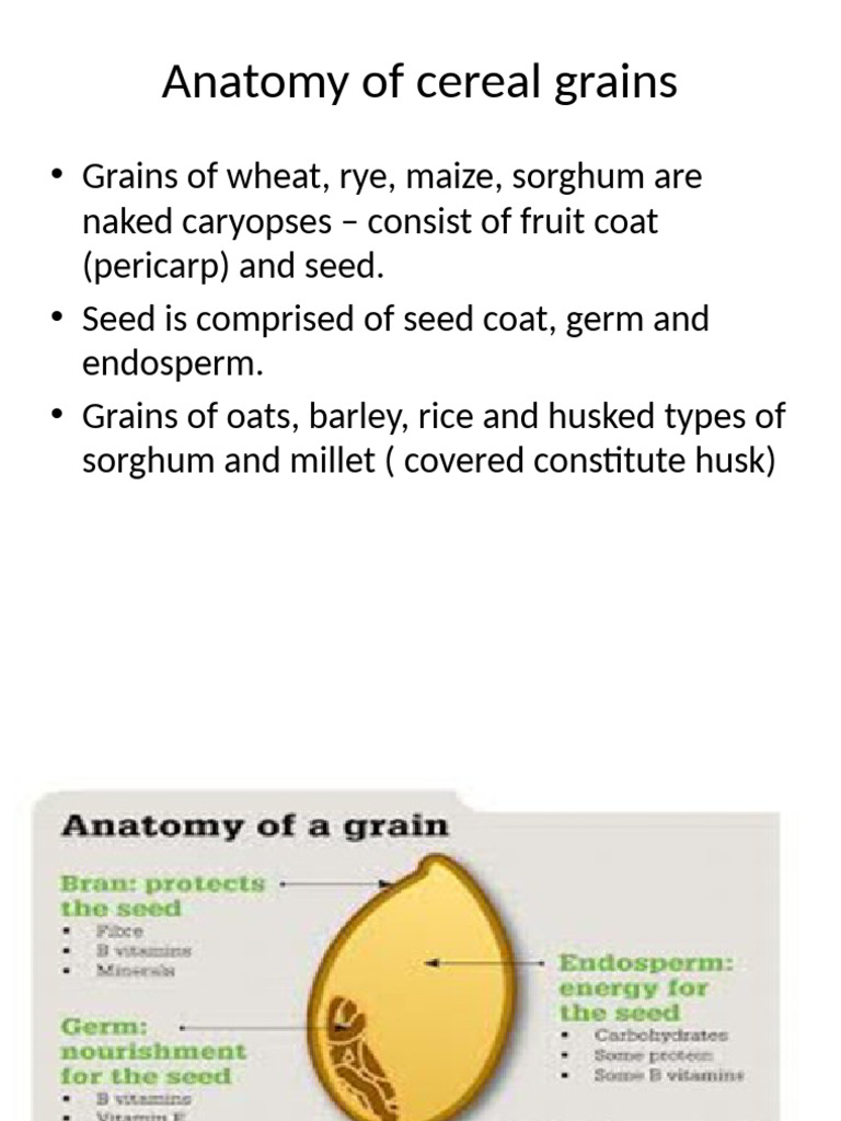 Introduction To Cereals | PDF | Cereals | Seed