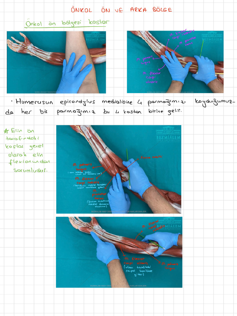 Önkol Ve El Anatomisi | PDF