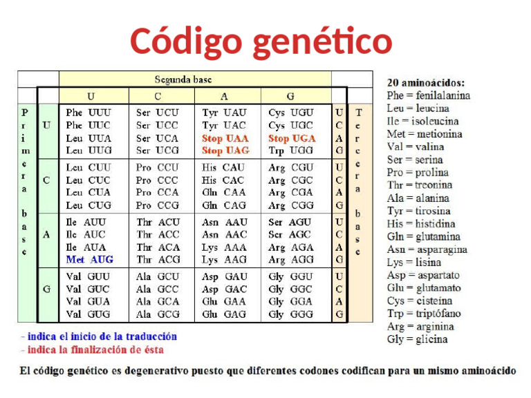 Codigo Genetico | PDF