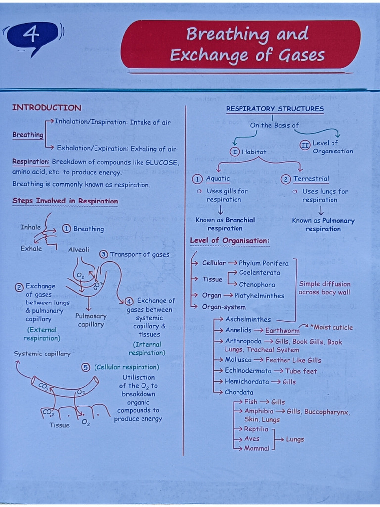 BREATHING AND EXCHANGE OF GASES ZOOLOGY MED EASY @MrPrince G | PDF