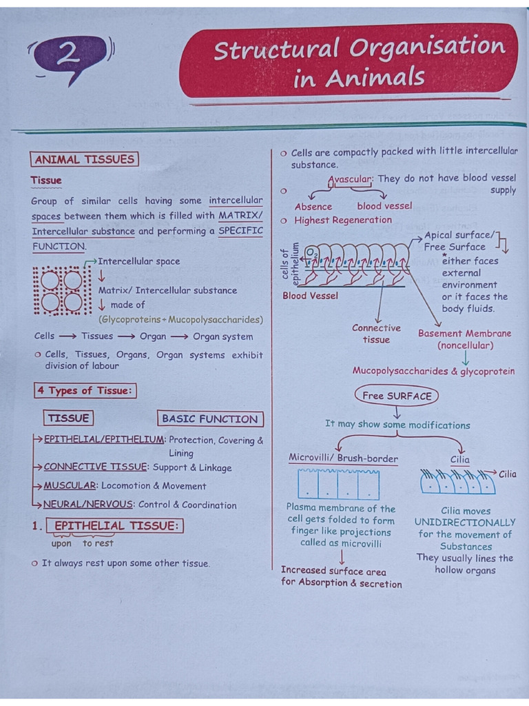 STRUCTURAL ORGANISATION IN ANIMAL ZOOLOGY MED EASY @MrPrince G | PDF