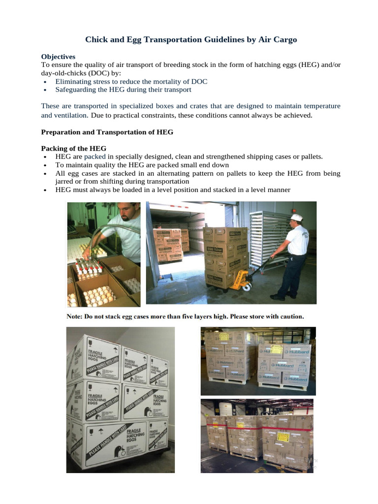 Chick Transportation by Air Cargo | PDF | Cargo | Transport