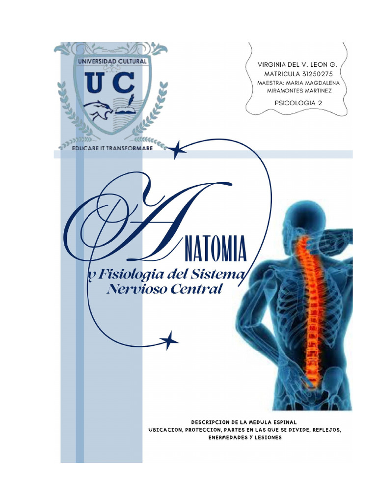 Anatomía y Función de la Médula Espinal | PDF | La columna vertebral ...
