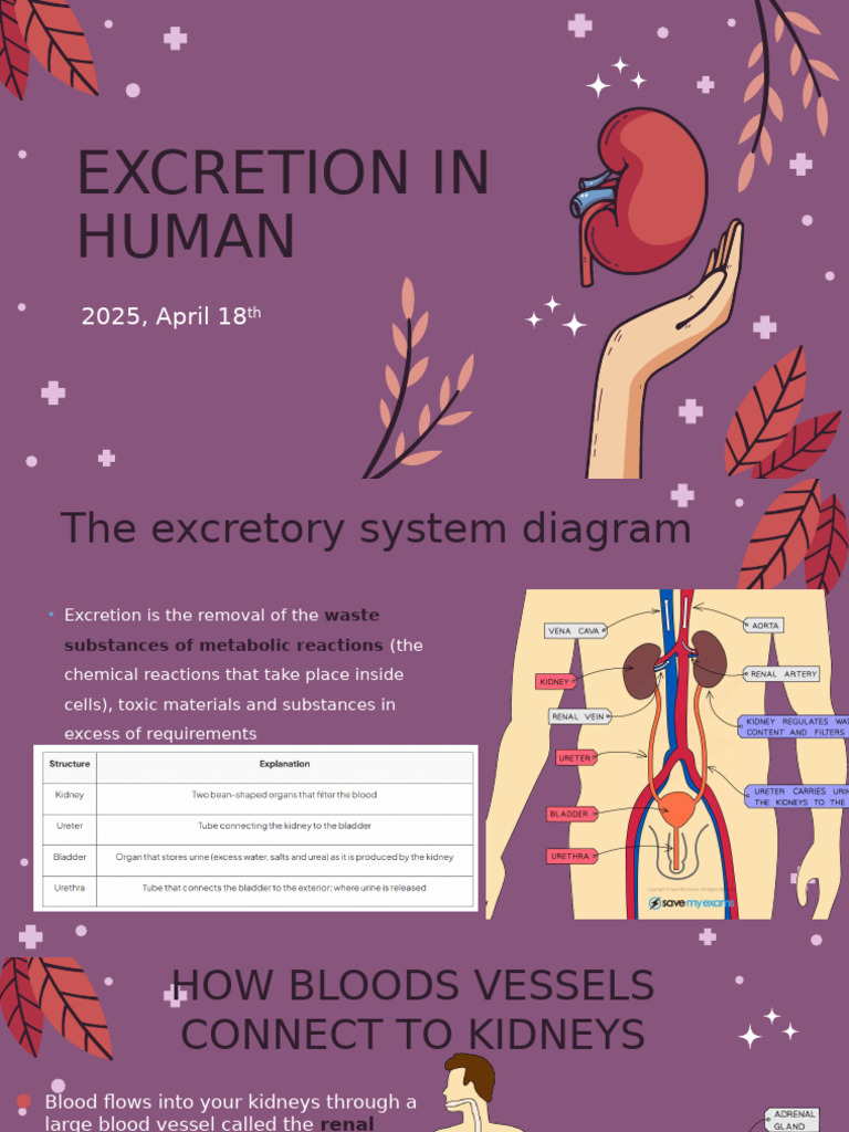 Kidneys - Nephrology Center by Slidesgo | PDF | Kidney | Urinary System