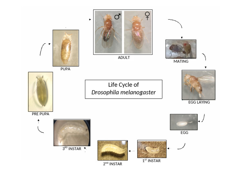 Life Cycle of Drosophila | PDF