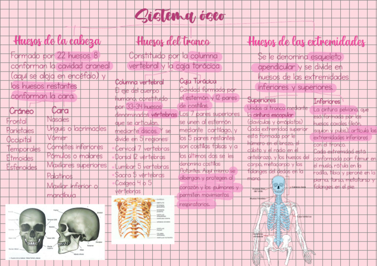 Sistema Óseo Kibv | PDF