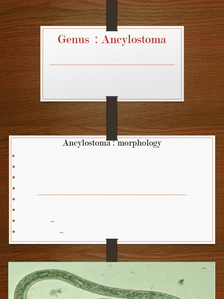 Ancylostoma and Bunostomum Overview | PDF | Diseases And Disorders ...