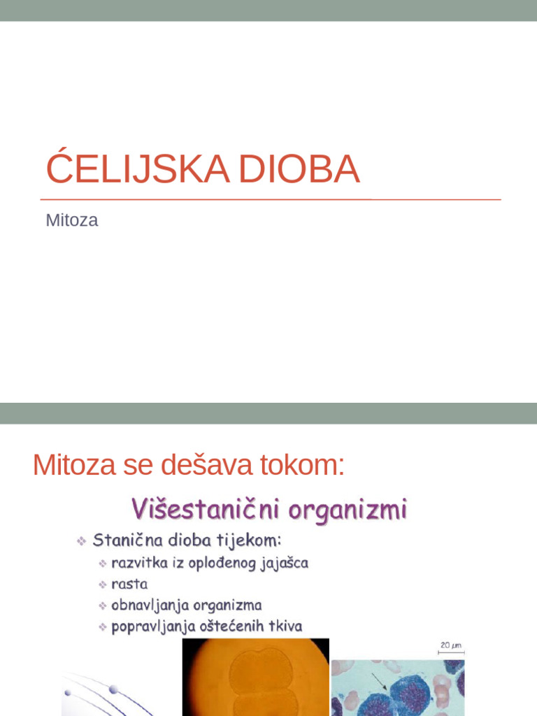 Ćelijska Dioba | PDF