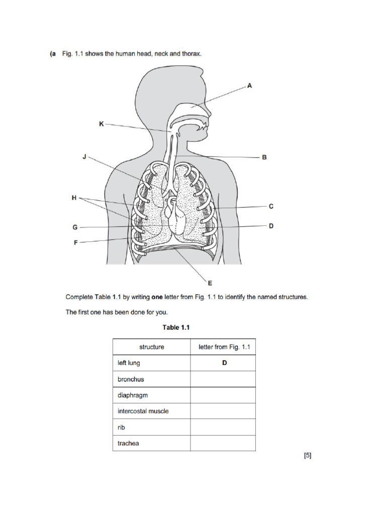 Revision_worksheet-Respiration | PDF