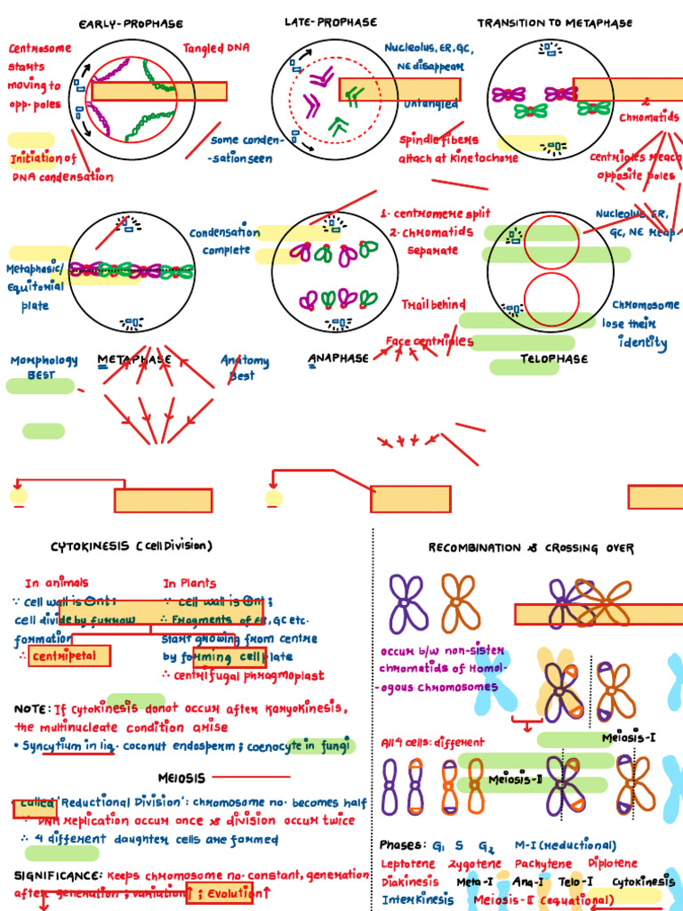 66d7dc20a649d633f0d15260 - ## - Cell Cycle and Cell Division Class ...