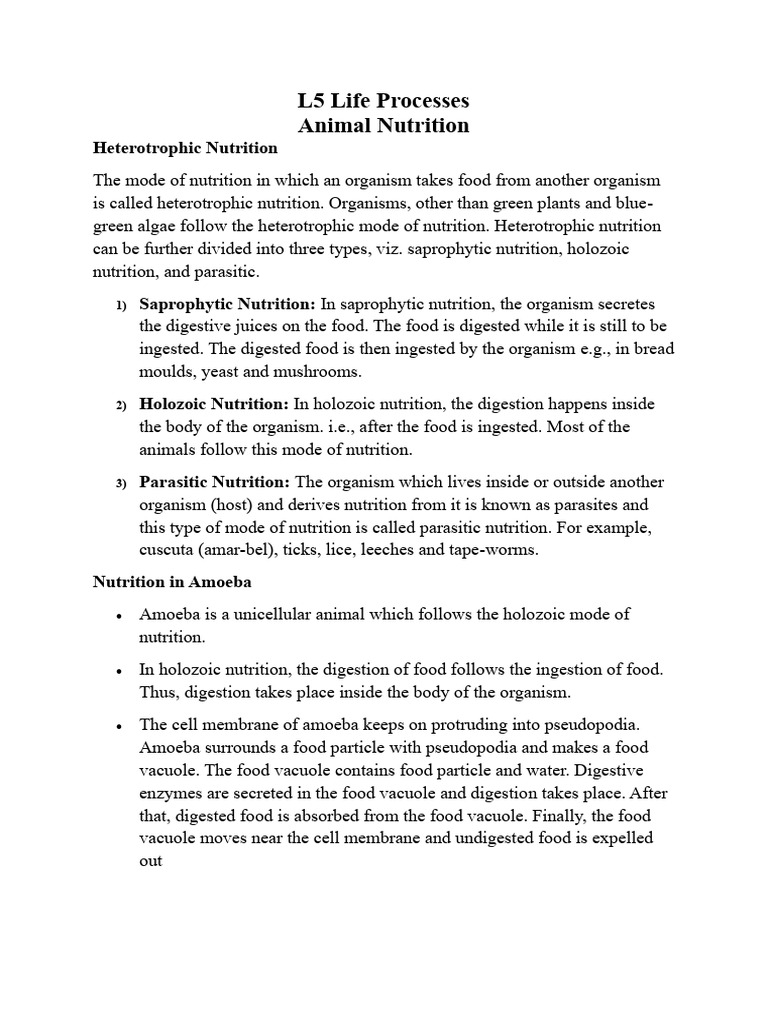 L5 Life Processes Animal Nurition | PDF | Digestion | Stomach