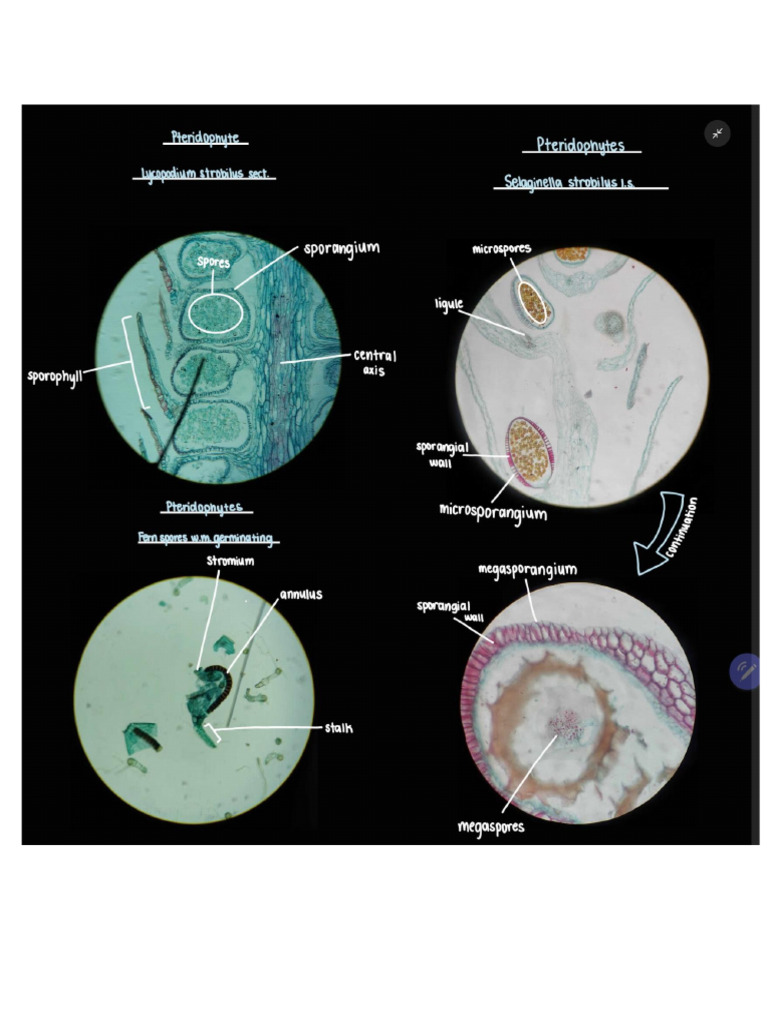BIO421L Seedless Vascular Plant Specimens W Label | PDF