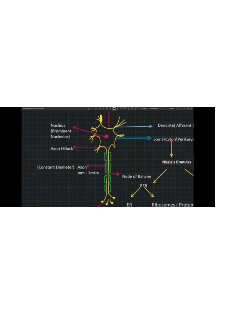 Nerve Diagram 1 | PDF