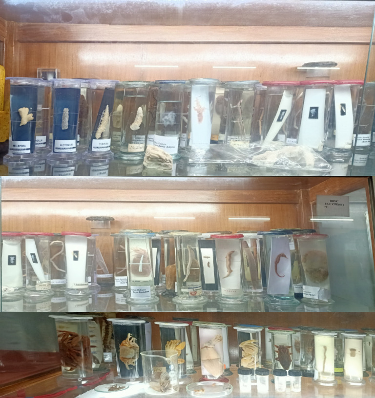 Zoology Specimen Identification | PDF | Organisms | Zoology