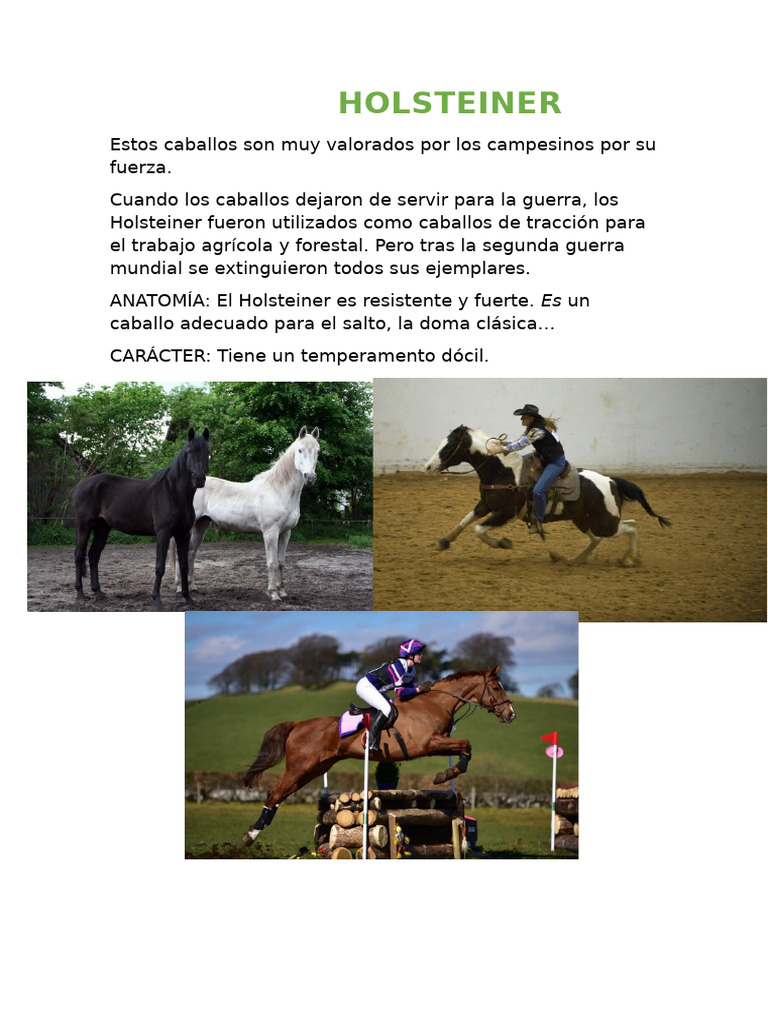 Caballos Holsteiner: Fuerza y Dócil Temperamento | PDF