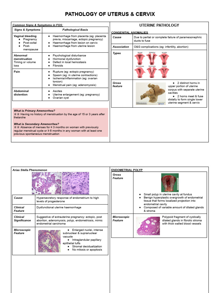 Uterine and Cervical Pathology Overview | PDF | Uterus | Menstrual Cycle